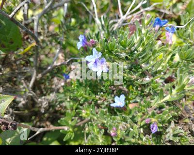 creeping gromwell (Glandora prostrata Stock Photo - Alamy