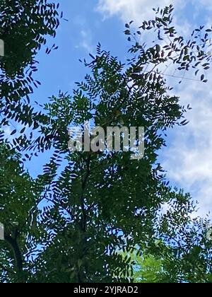 Water locust (Gleditsia aquatica Stock Photo - Alamy