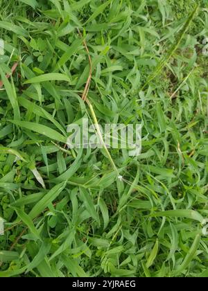 Northern Grass Mantis (Brunneria borealis Stock Photo - Alamy