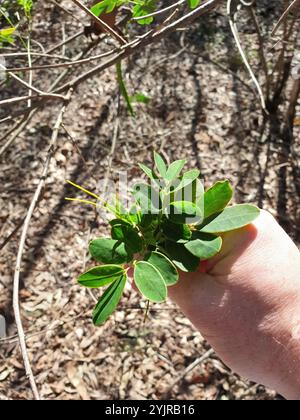 Easter Cassia (Senna pendula glabrata), Plantae, Stapylton, QLD, AU ...