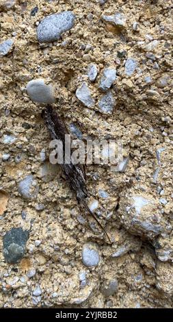 Giant Casemaker Caddisflies (Phryganeidae Stock Photo - Alamy