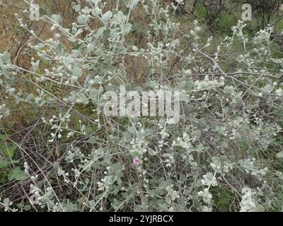 fragrant-snow bushmallow (Malacothamnus jonesii niveus) Plantae Stock ...