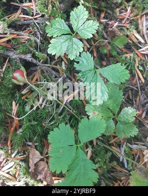 Five-leaf Dwarf Bramble (Rubus pedatus Stock Photo - Alamy
