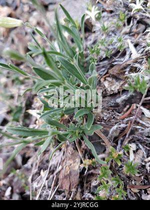 Douglas' Catchfly (Silene douglasii Stock Photo - Alamy
