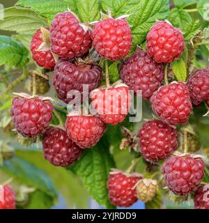 Himbeere Rubus idaeus Autumn Bliss BLISSY, Raspberry Rubus idaeus ...