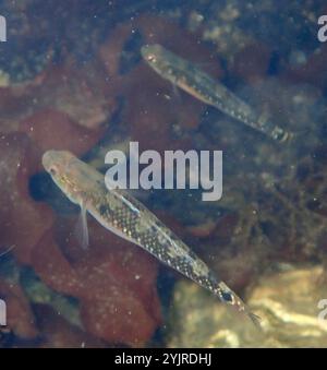 Two-spotted Goby (Pomatoschistus flavescens Stock Photo - Alamy