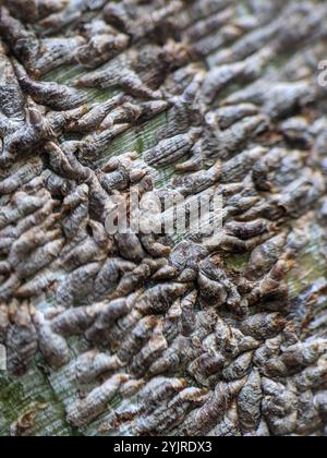 Oystershell Scale (Lepidosaphes ulmi Stock Photo - Alamy