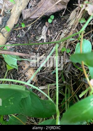Chinese yam (Dioscorea polystachya Stock Photo - Alamy