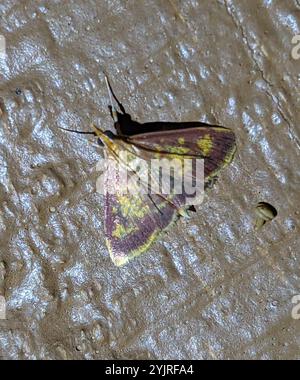 Mint-loving Pyrausta Moth (Pyrausta acrionalis Stock Photo - Alamy
