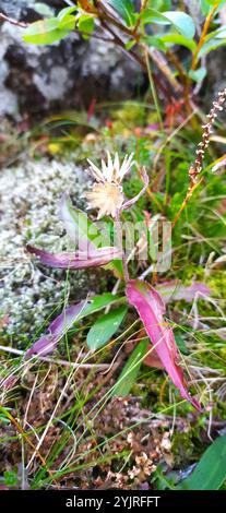 Alpine Saw-wort (Saussurea alpina Stock Photo - Alamy