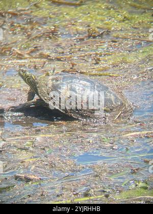 Texas Cooter (Pseudemys texana Stock Photo - Alamy