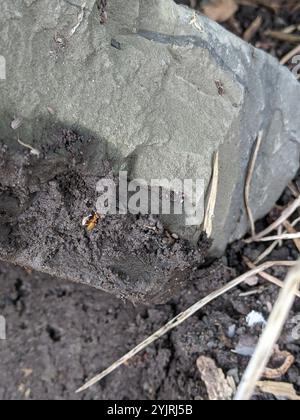 Citronella Ants (Acanthomyops Stock Photo - Alamy