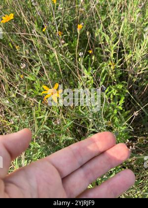 Texas creeping-oxeye (Wedelia hispida Stock Photo - Alamy