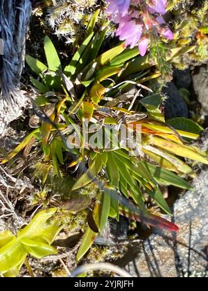 Scottish Asphodel (Tofieldia pusilla Stock Photo - Alamy