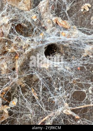 Meshweavers and Allies (Marronoid Stock Photo - Alamy