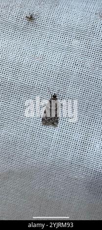 Double-striped Scoparia Moth (Scoparia biplagialis Stock Photo - Alamy