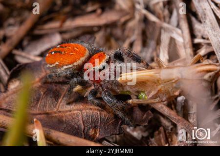 Cardinal Jumping Spider (Phidippus cardinalis Stock Photo - Alamy