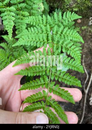 intermediate wood fern (Dryopteris intermedia) Plantae Stock Photo - Alamy