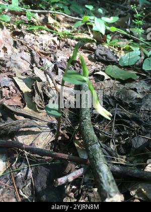 three birds orchid (Triphora trianthophoros Stock Photo - Alamy
