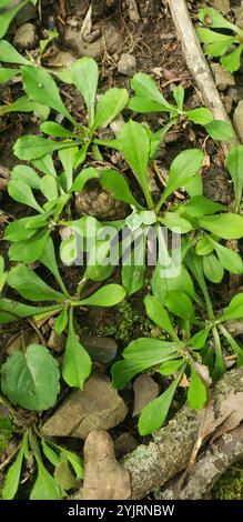 Mollugo verticillata L Stock Photo - Alamy