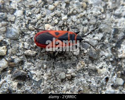Mediterranean red bug (Scantius aegyptius Stock Photo - Alamy