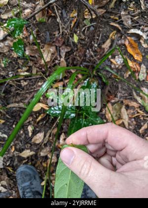 Common Milk Vine (Leichhardtia rostrata Stock Photo - Alamy