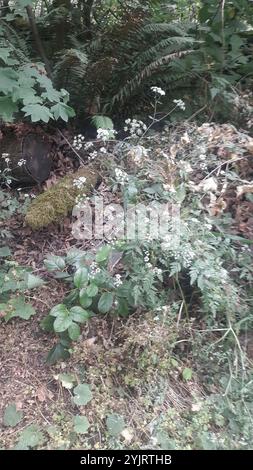 hedge parslies (Torilis Stock Photo - Alamy