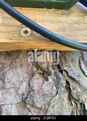 Orange-tipped Oakworm Moth (Anisota senatoria) Insecta Stock Photo - Alamy