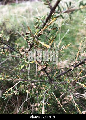 Coastal tree daisy (Olearia solandri Stock Photo - Alamy