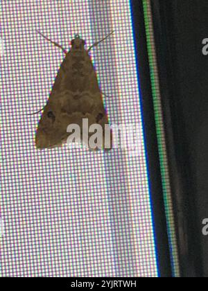 Cabbage Webworm Moth (Hellula rogatalis Stock Photo - Alamy