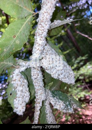 Beech Blight Aphid (Grylloprociphilus imbricator Stock Photo - Alamy