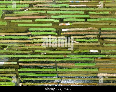 Farmers in low laying areas in Bangladesh choose floating farming ...