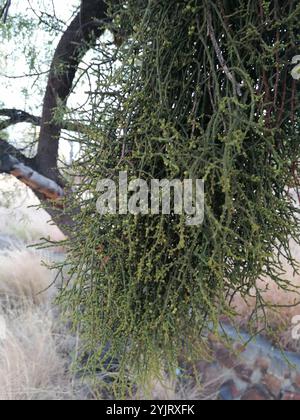 Sweetthorn Mistletoe (Viscum continuum Stock Photo - Alamy