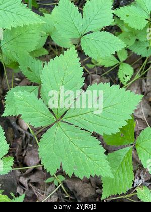 dwarf raspberry (Rubus pubescens Stock Photo - Alamy