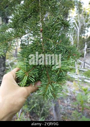 Sierra White Fir (Abies concolor lowiana Stock Photo - Alamy