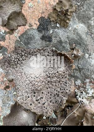 Common Toadskin Lichen - Lasallia papulosa Stock Photo - Alamy