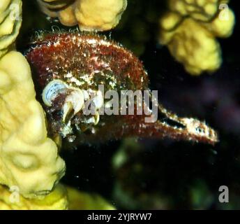 Egyptian Wing Oyster (Pteria aegyptiaca Stock Photo - Alamy