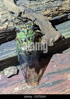 Eastern Scissors Grinder Cicada (Neotibicen winnemanna Stock Photo - Alamy