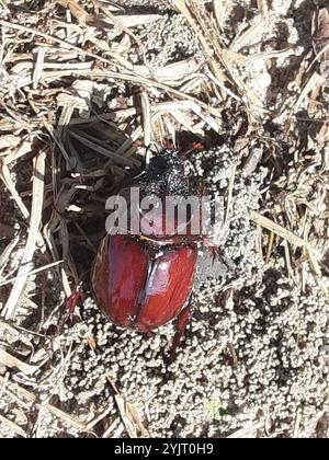 Smooth Ox Beetle (Strategus antaeus Stock Photo - Alamy