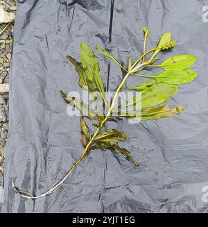 Northern Pondweed (Potamogeton alpinus Stock Photo - Alamy