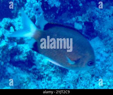 Yellow-edge Chromis (Chromis pembae Stock Photo - Alamy