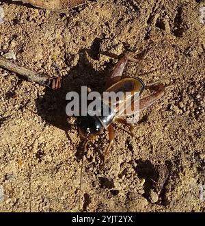 Variable Field Cricket (Gryllus lineaticeps Stock Photo - Alamy
