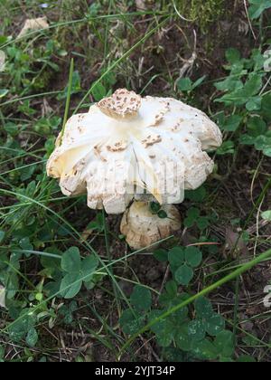 American Abrupt-Bulbed Lepidella (Amanita abrupta) Fungi Stock Photo ...