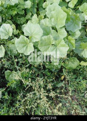 Small Mallow (Malva pusilla Stock Photo - Alamy