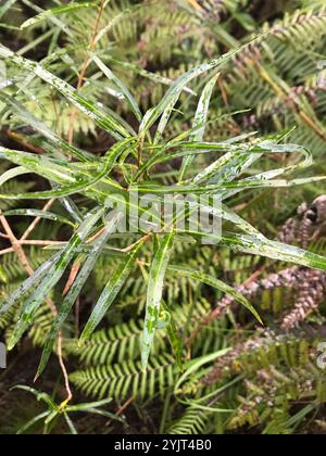 White Maire (Nestegis lanceolata Stock Photo - Alamy