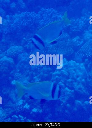 Doublebar Bream (Acanthopagrus bifasciatus Stock Photo - Alamy