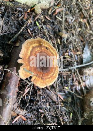 Brown Funnel Polypore (Coltricia perennis Stock Photo - Alamy