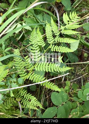 western lady fern (Athyrium filix-femina cyclosorum) Plantae Stock ...