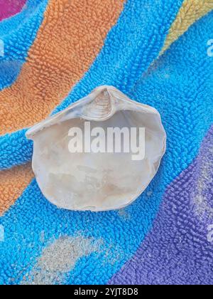 West Atlantic Surfclam (Spisula solidissima Stock Photo - Alamy