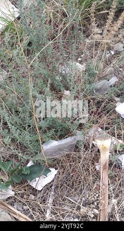 Forage Kochia (Bassia prostrata Stock Photo - Alamy